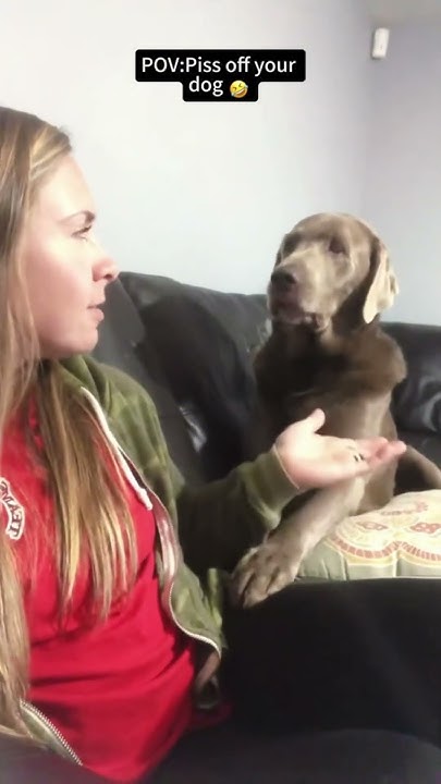 Funny Dogs#dog #funny #funnyanimals#funnypets #pet #foryou - YouTube