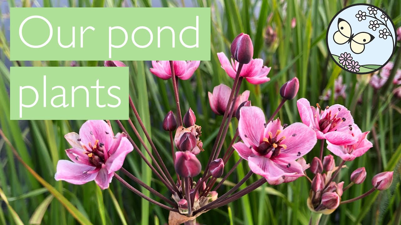All about our pond plants: jumbo plugs, native species, grown in the UK ...