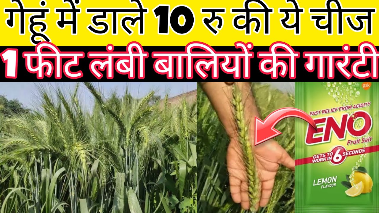 गेहूं की बालियों को लंबी करे मात्र 10 रु में | gehun ka utpadan kaise ...
