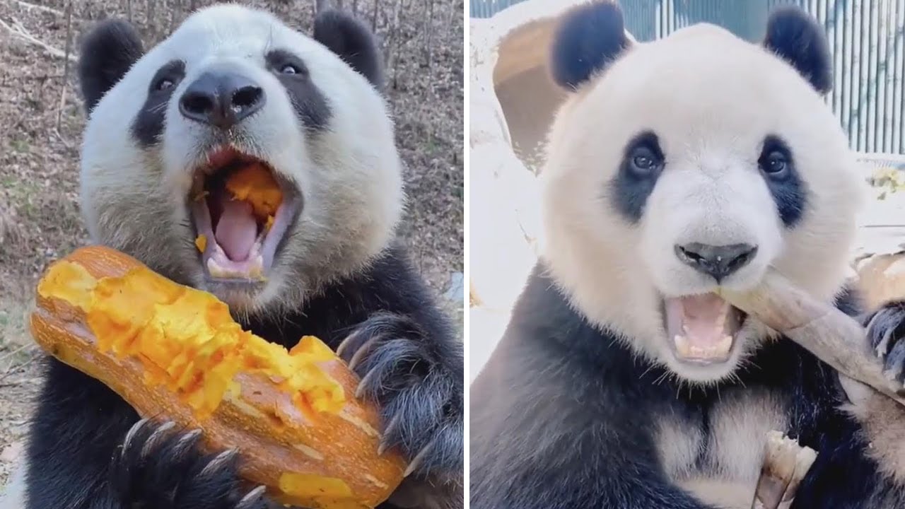Cute Kung Fu Panda Eating Bamboo and Pumpkin- Eating Machine - Panda ...