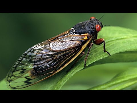 Does the Bible speak of Cicadas? - YouTube