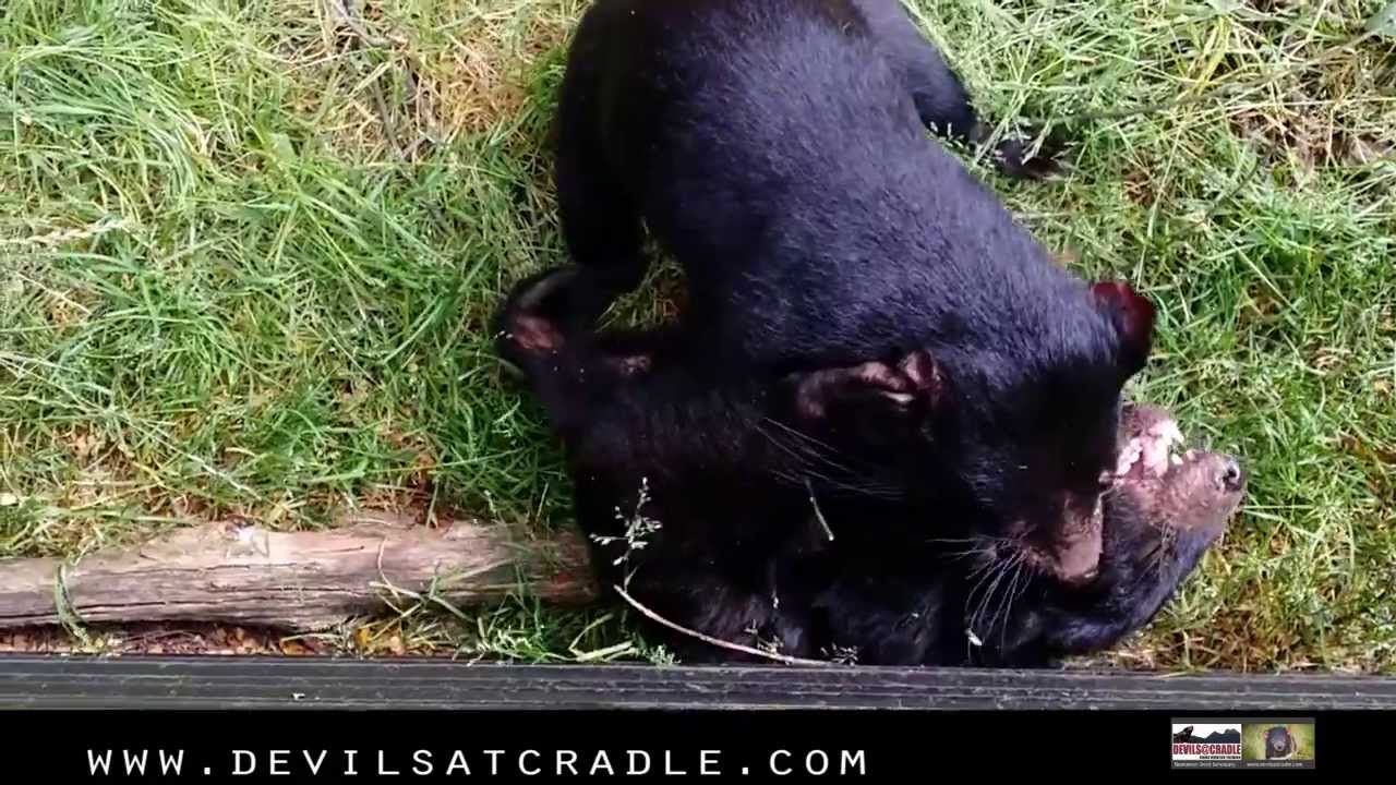 Tasmanian Devil Mating