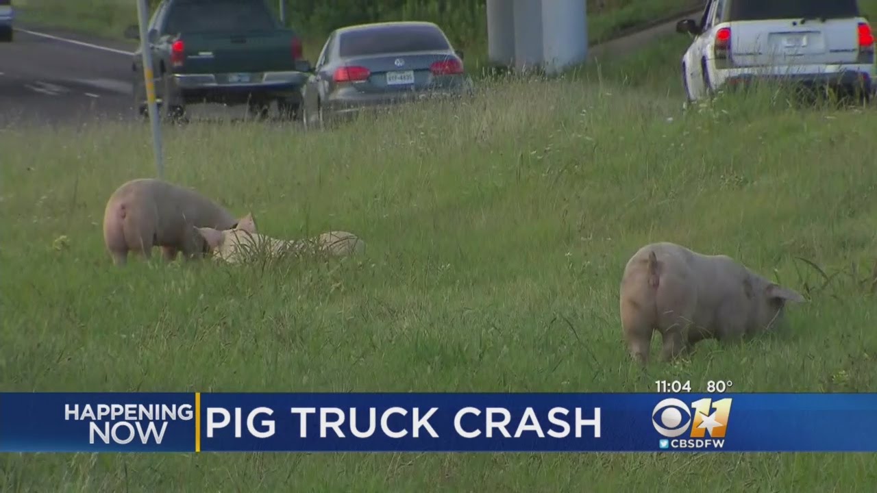 Loose Pigs Shutdown Major North Texas Highway - YouTube