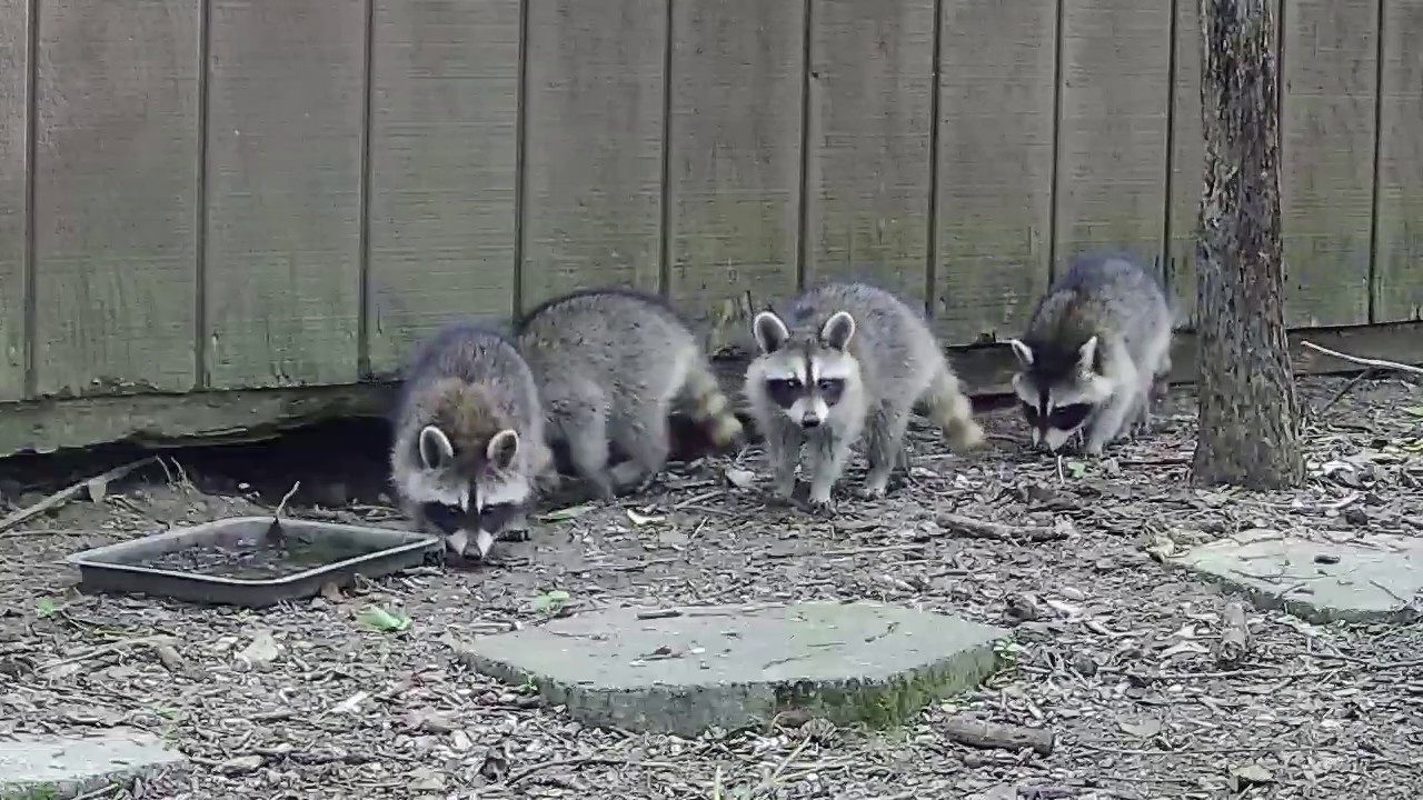 20200629 Busy raccoon night - YouTube