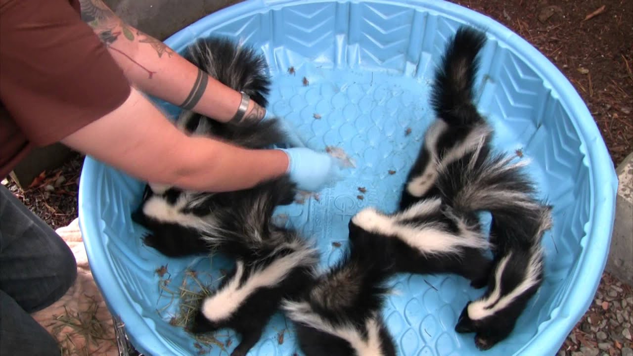 Young skunks learn to hunt insects at WildCare - YouTube
