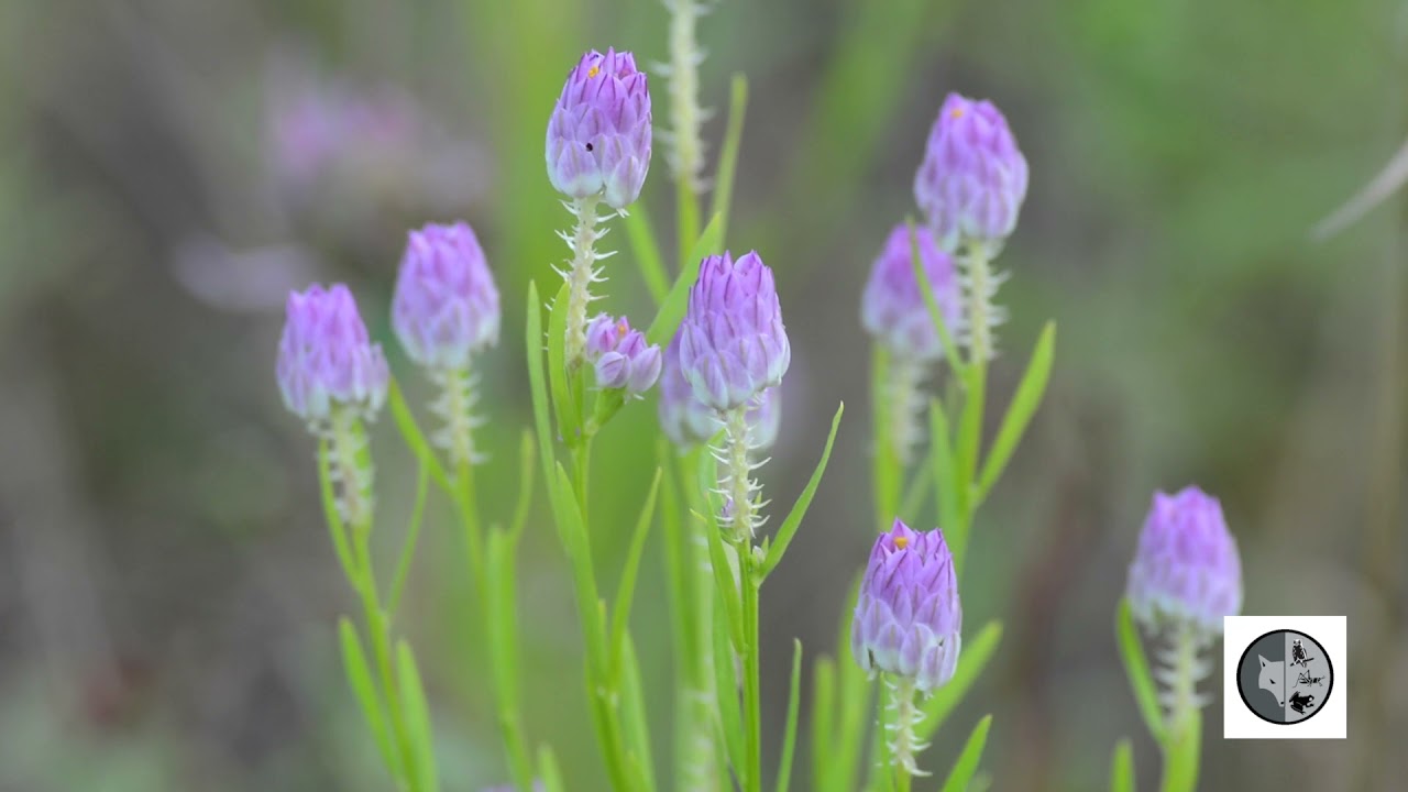 Polygale sanguin/Purple Milkwort (Polygala sanguinea) - YouTube