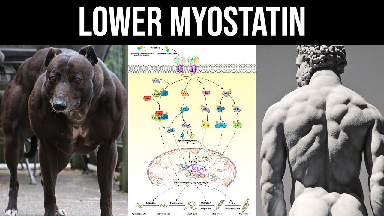 How to Lower Myostatin Naturally To Unlock More Muscle Growth ...