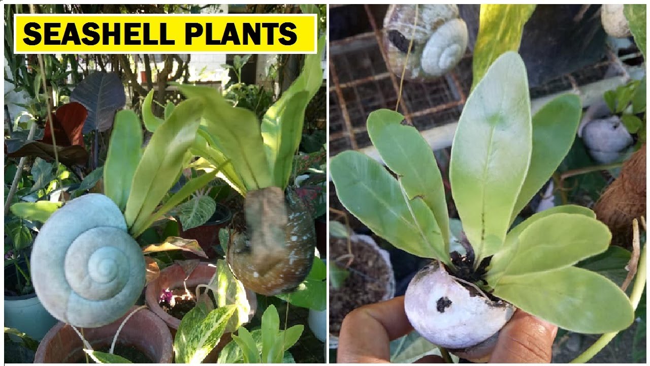 PLANTS IN SHELLS 🐚🐚🐚 | SEASHELL PLANTS - YouTube