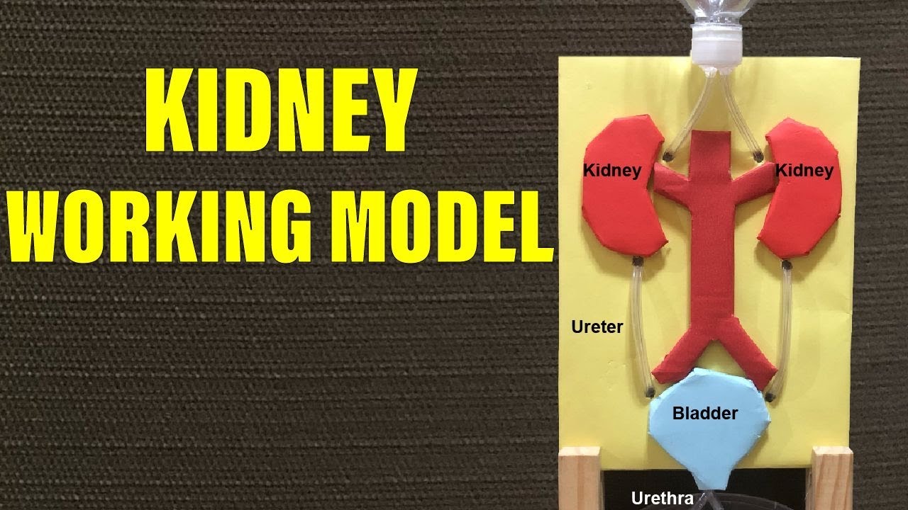 HOW TO MAKE KIDNEY WORKING MODEL|JamHomeScience Experiment - YouTube