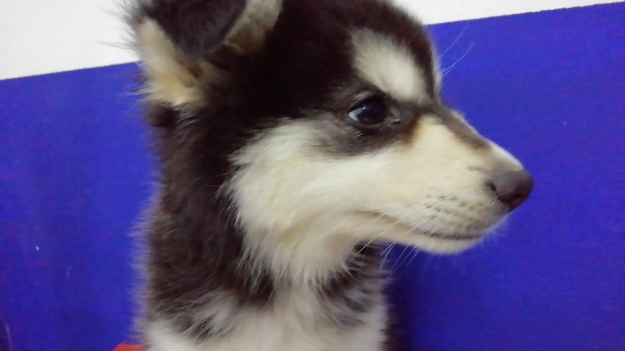 Cachorro Pomsky Macho Gris con Blanco 4105 Aquanatura Barcelona - YouTube