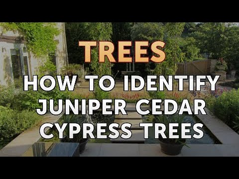 How To Distinguish Cedar From Juniper