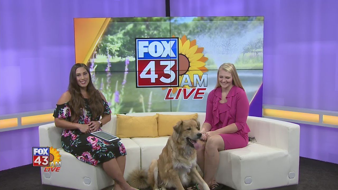Buffy Animal Welfare Group introduces latest adoptable pet - YouTube