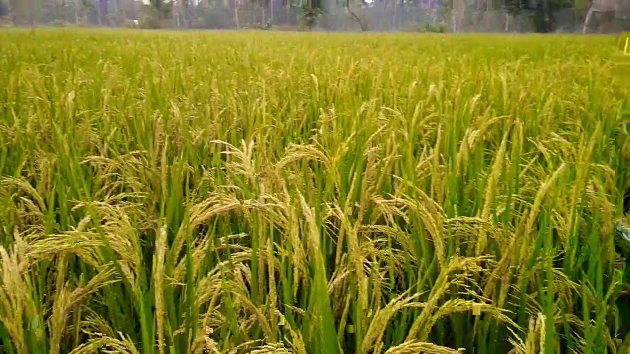 Paddy crop....dhan (rice) ki kheti - YouTube