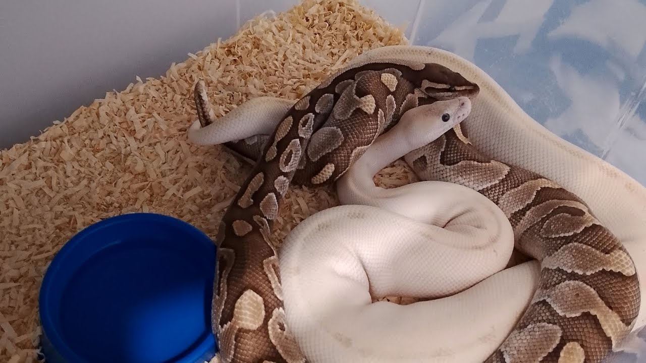 Ball Python Breeding - YouTube