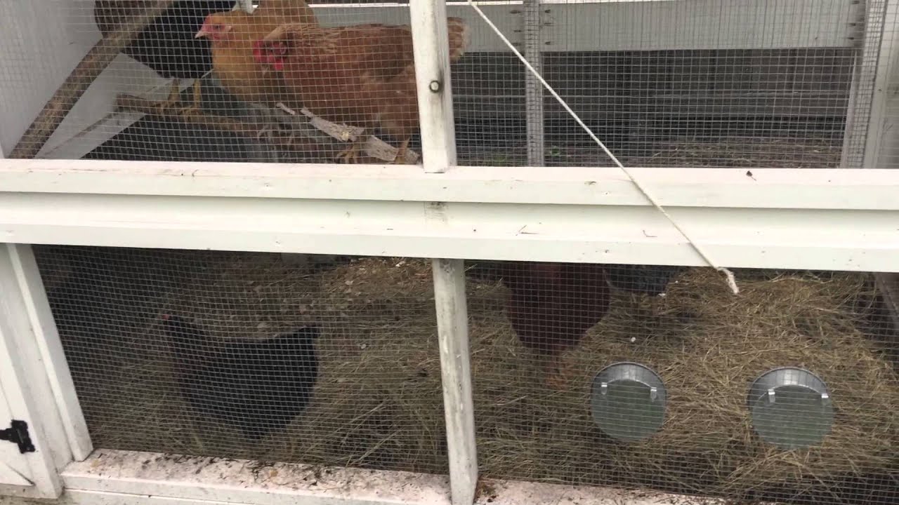 Coop Tips & Tricks: Using Poop Boards - YouTube