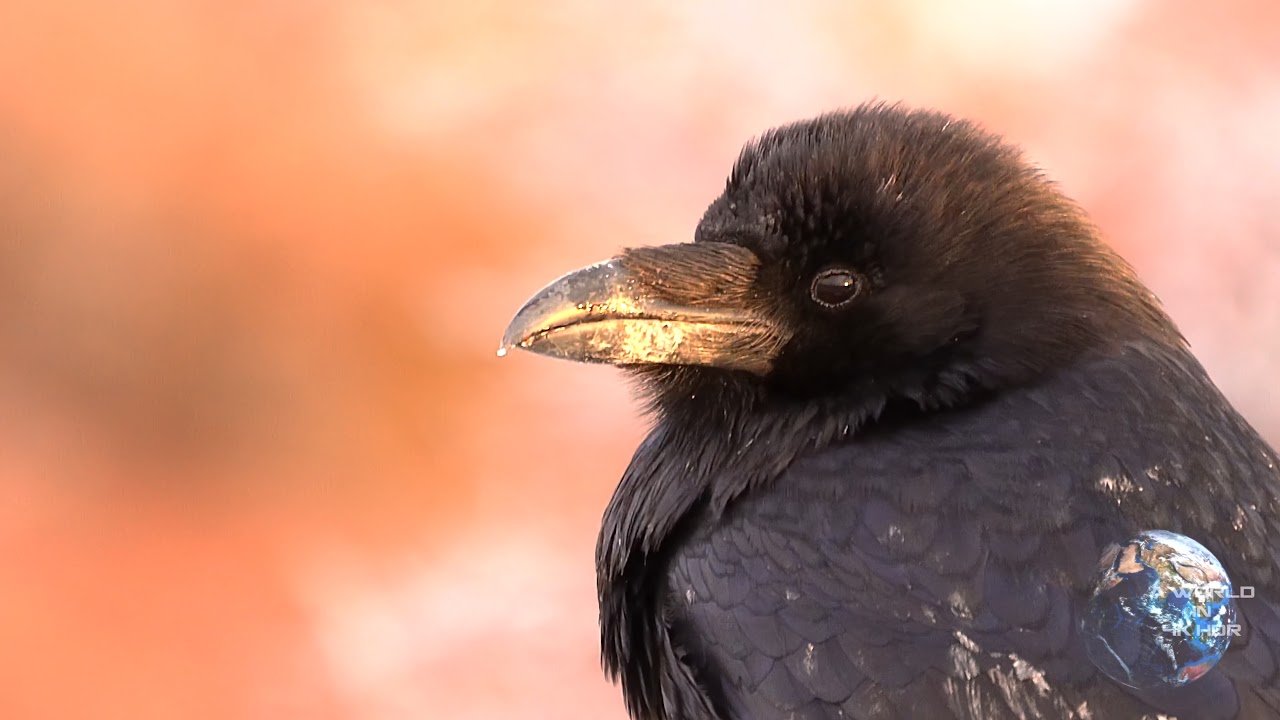 Raven at Arches National Park - 4K HDR - YouTube