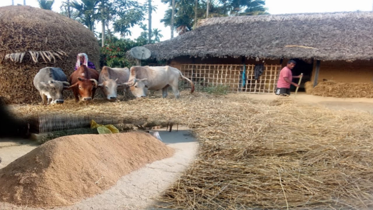dhan safai karne se rice nikal ne tak full desi jugaad 🔥🔥ll धन सफाई ...