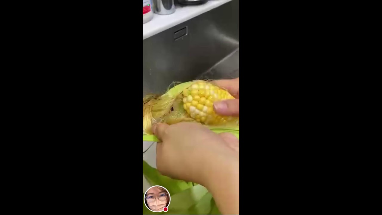 SATISFYING CORn ASMR Peeling 3 #satisfying #asmr #relaxing #asmrsounds ...