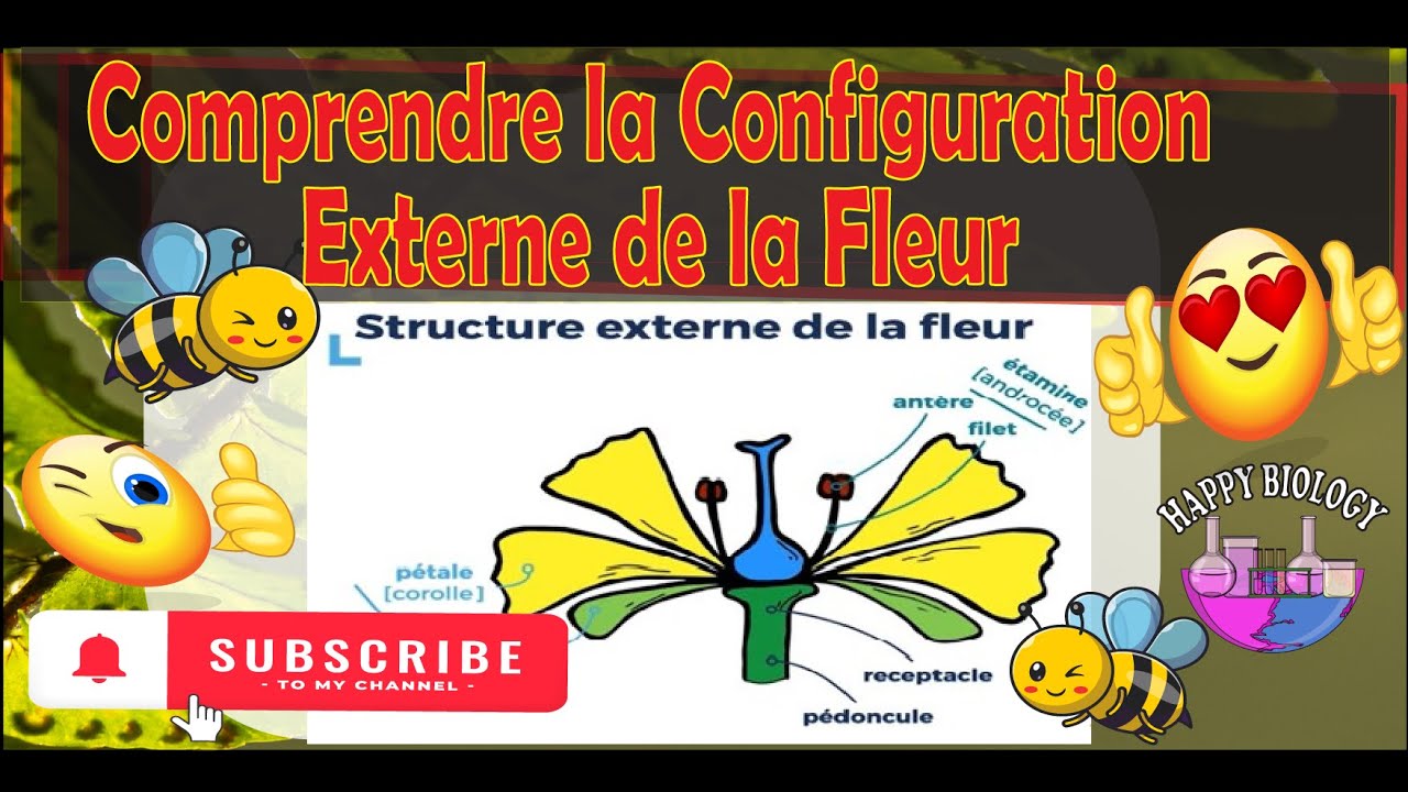 Comprendre la Configuration Externe de la Fleur : Les Fondements de la ...