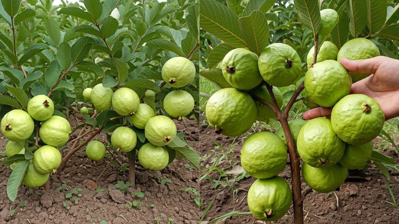 LIVE🔴🌿How to Grow Guava Trees from Cuttings: Easy Step-by-Step Guid ...