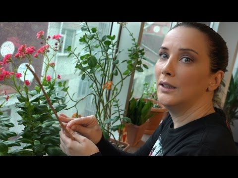 Janset | Apartman Sohbetleri - Bölüm 29