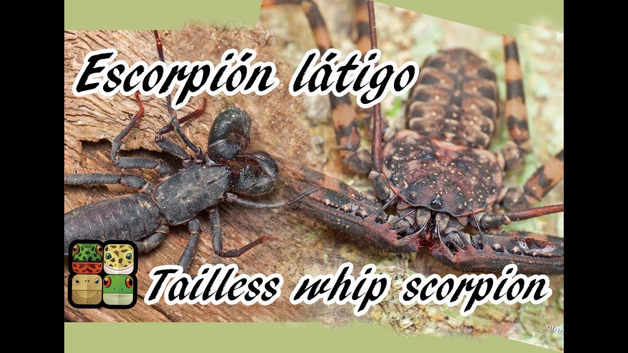 Escorpión látigo & Tailless whip scorpion - Descripción básica - YouTube