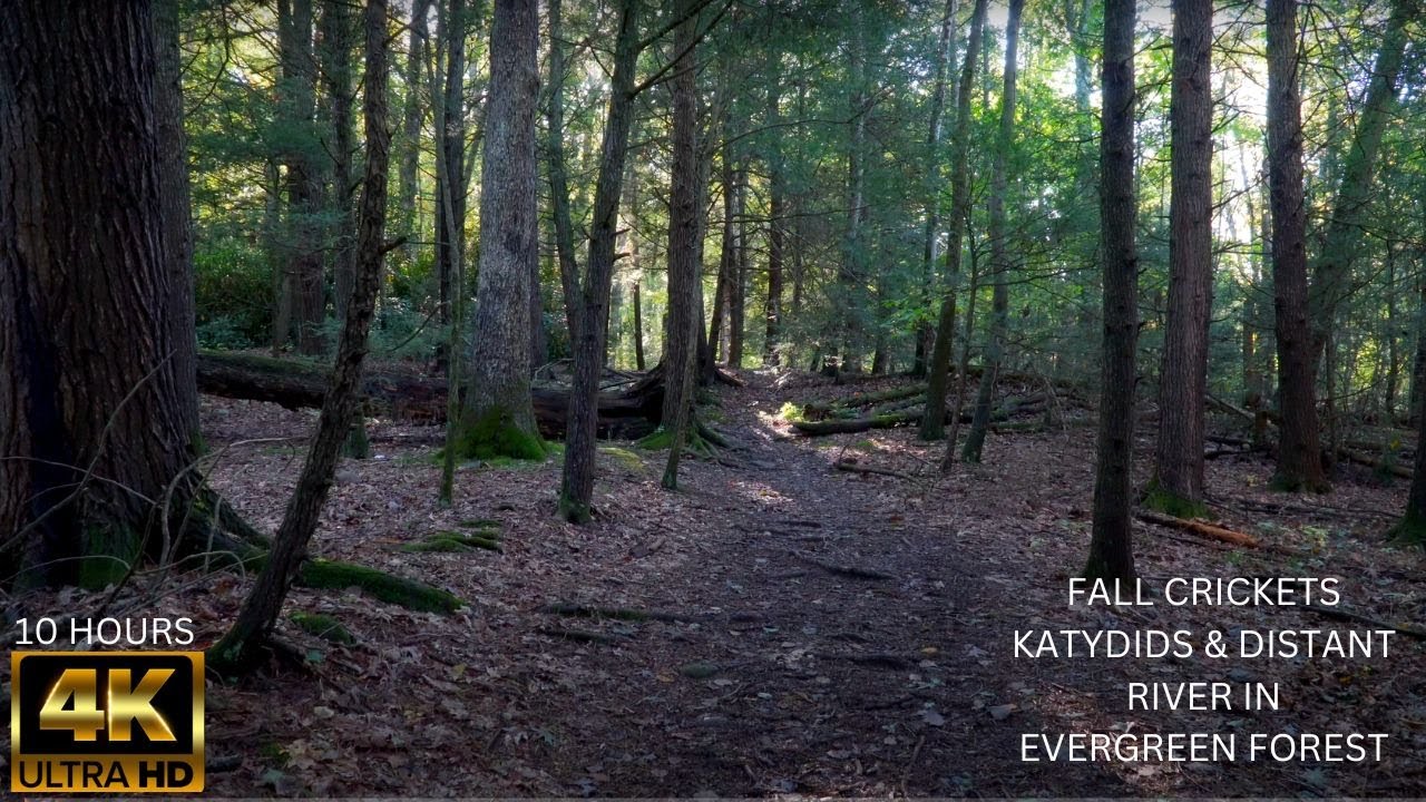 Fall crickets & katydids in evergreen forest & distant river 10 hours ...