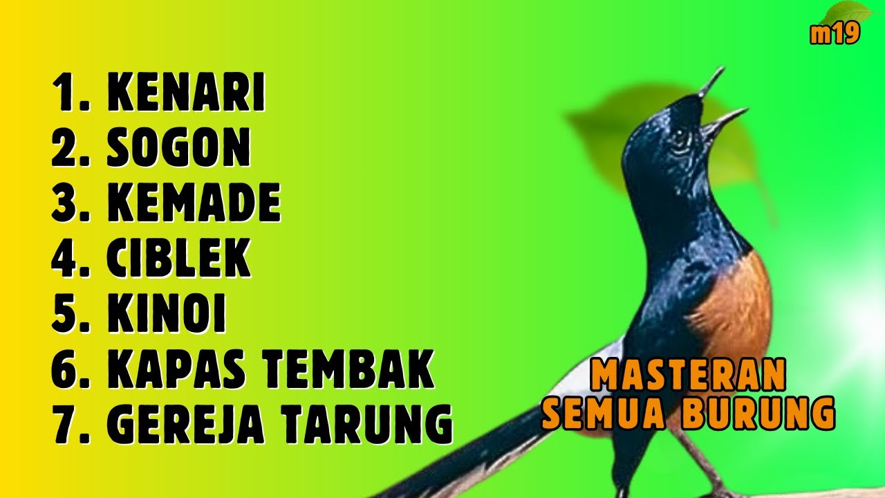 354 🔴 MASTERAN MURAI BATU BURCIL DAN KASARAN GACOR DI SIANG DAN MALAM ...