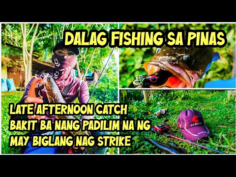 Dalag Fishing Philippines, good size na dalag striked sa the late ...
