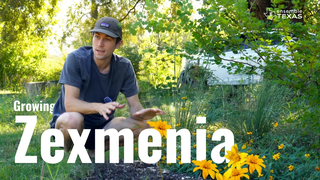 Zexmenia Daisy: A Tough Texas Native That Blooms All Summer - YouTube