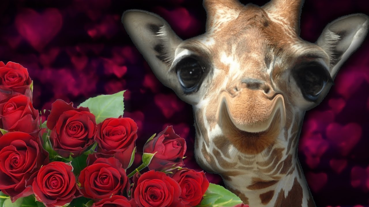 THE NEXT BIG ROMANTIC COMEDY | Giraffe Town - Part 1 - YouTube