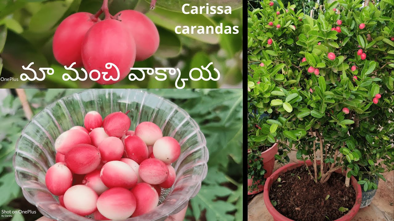 నా చిన్నప్పటి జ్ఞాపకాలు గుర్తుతెచ్చిన కలింకాయలు🍒Carissa carandas ...