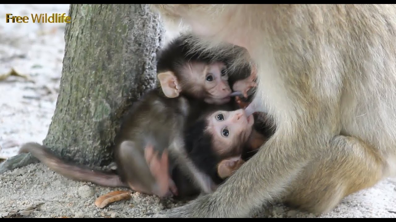 Cutest Twins Baby Animal Macaques, Lovely Babies Monkeys - YouTube