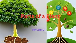 Parts of Plants for Class 2 From Roots to Flowers: The ... | Doovi