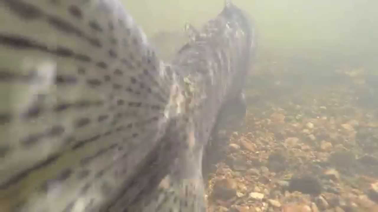 Incredible Underwater Steelhead Spawning Footage - MI - YouTube