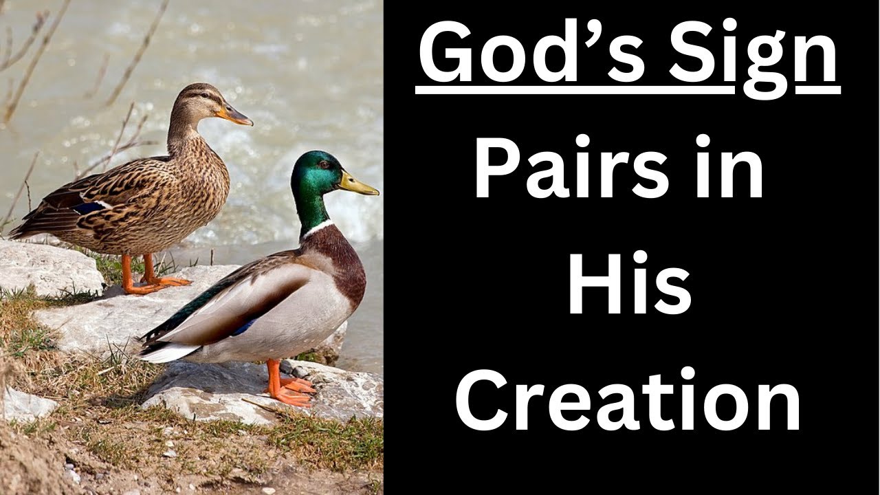 God's Sign: Pairs in His Creation - YouTube