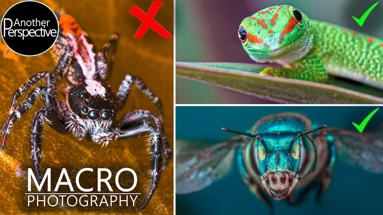 My best Tips for better Macro Photography - YouTube