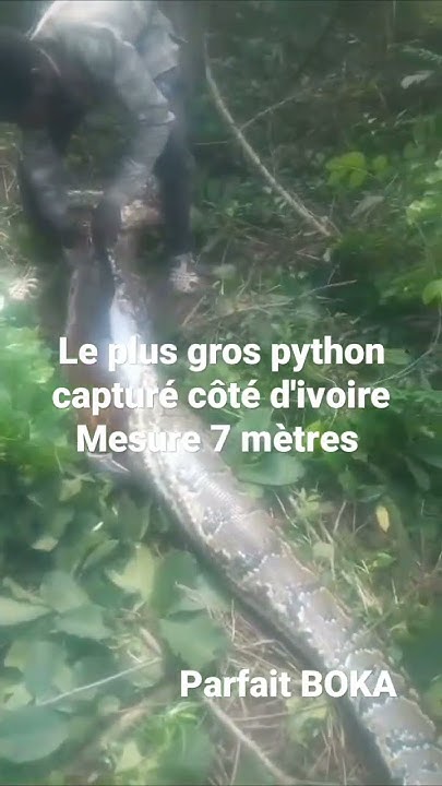 le plus gros python en côte d'ivoire - YouTube