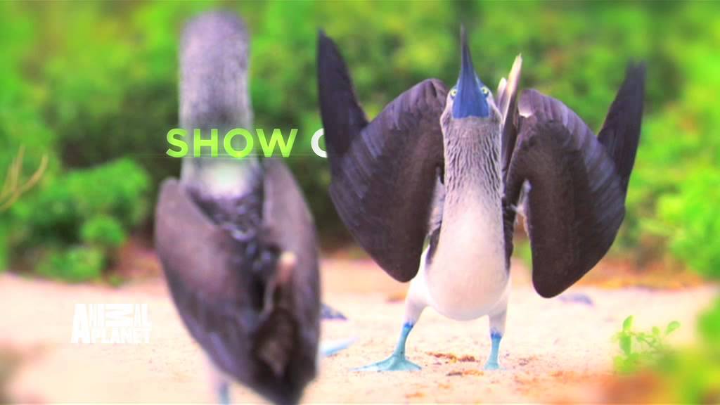 Animal Planet Showcase 2015 Promo 1 - YouTube