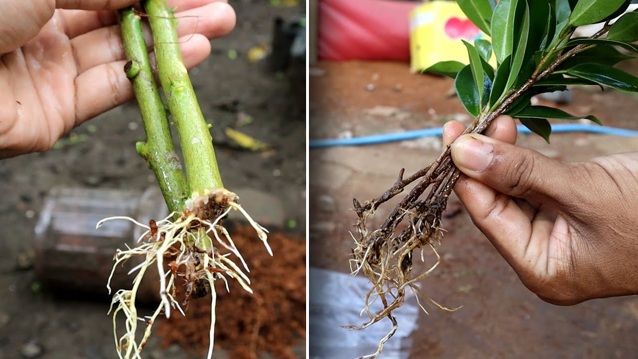 4 example of rooting plant, you must to try - YouTube