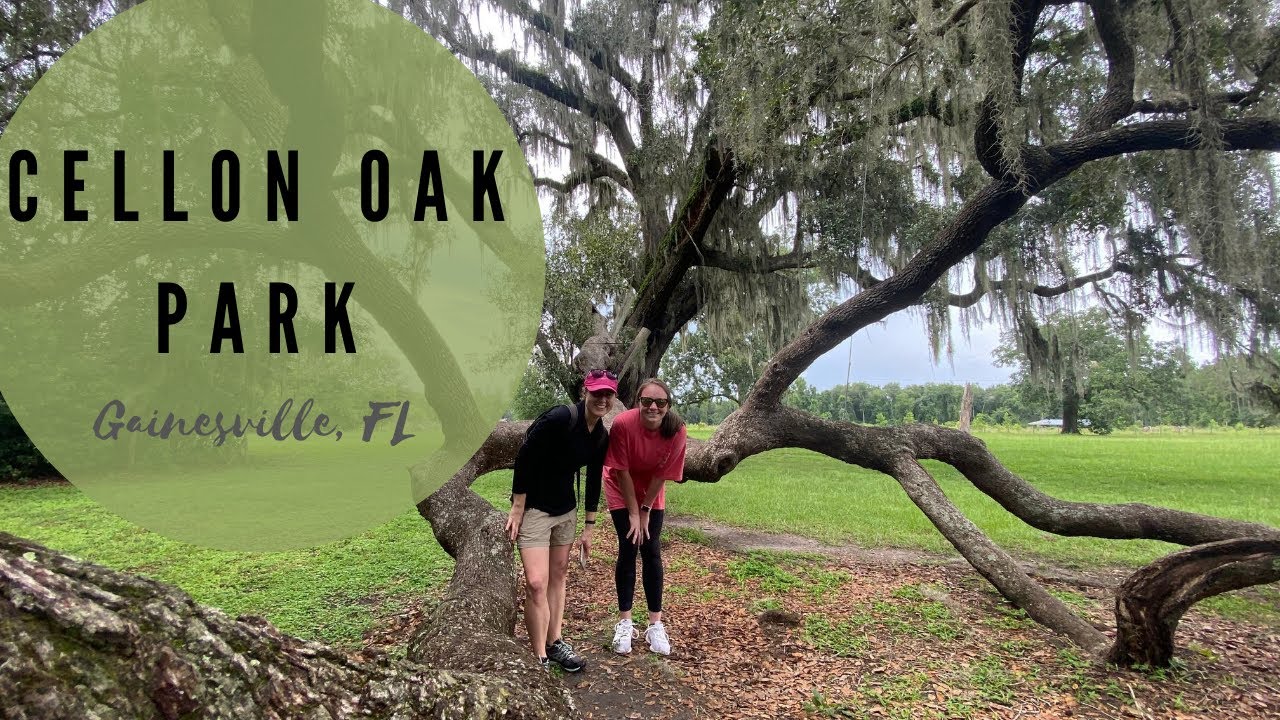 Cellon Oak Park Gainesville, FL *Largest Oak Tree in FL!* - YouTube