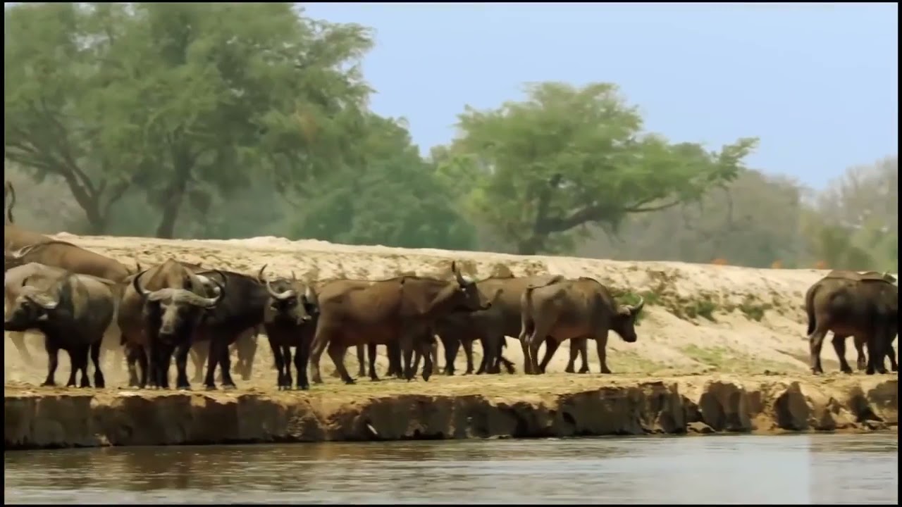 Milo the lion cub the National geographic documentary on a lion pride ...