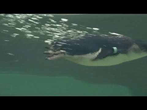Sneak Peek of the new Little Blue Penguins habitat at Birch Aquarium