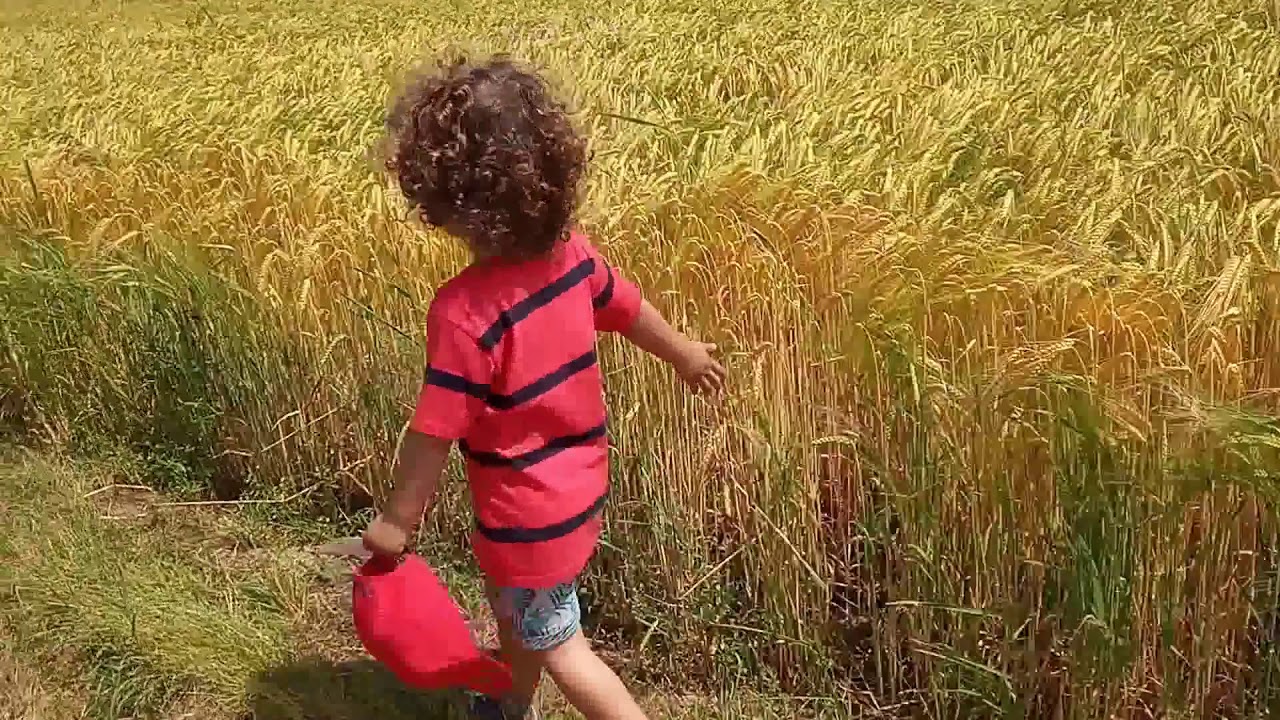 PANEN GANDUM DI AUSTRIA || SUASANA KAMPUNG DAN SAWAH YANG MEMBENTANG ...