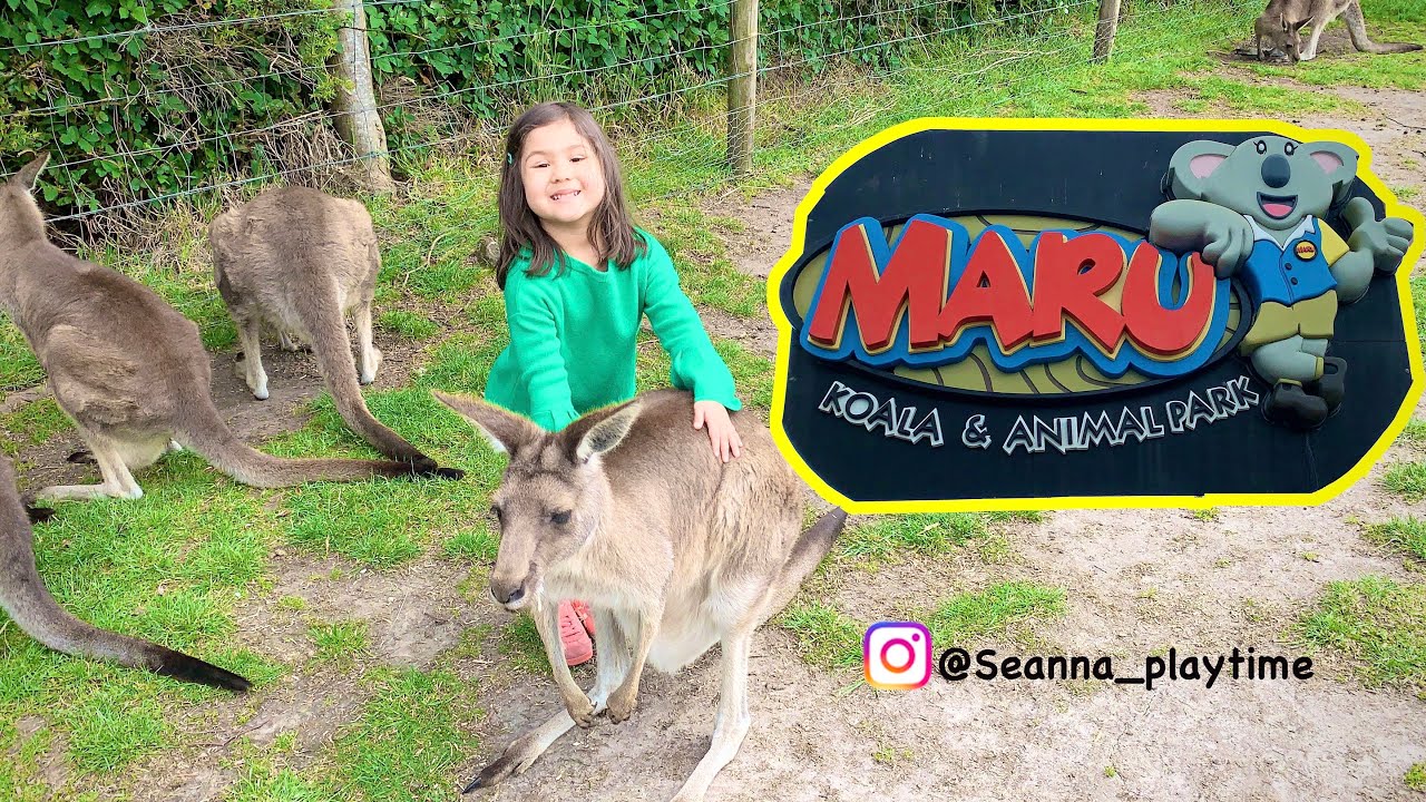 The Best Place to Play with Koala & Kangaroo at Maru Koala & Animal ...
