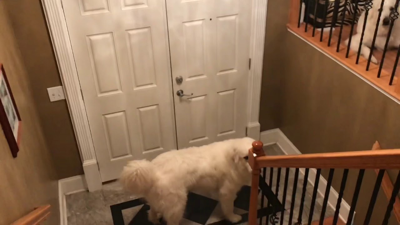 Great Pyrenees barking at reflection - YouTube