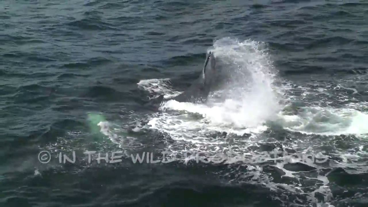 Humpback Whale Lobtail Footage 140033 - YouTube