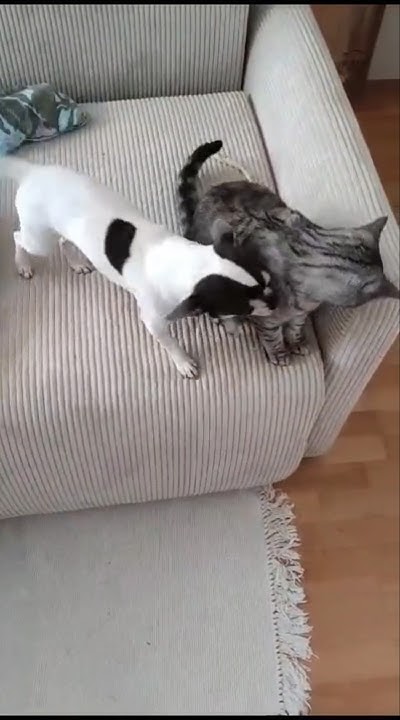 #oh💕🐕vs🐈🐈‍⬛do you like cats or dog here 🤔 - YouTube