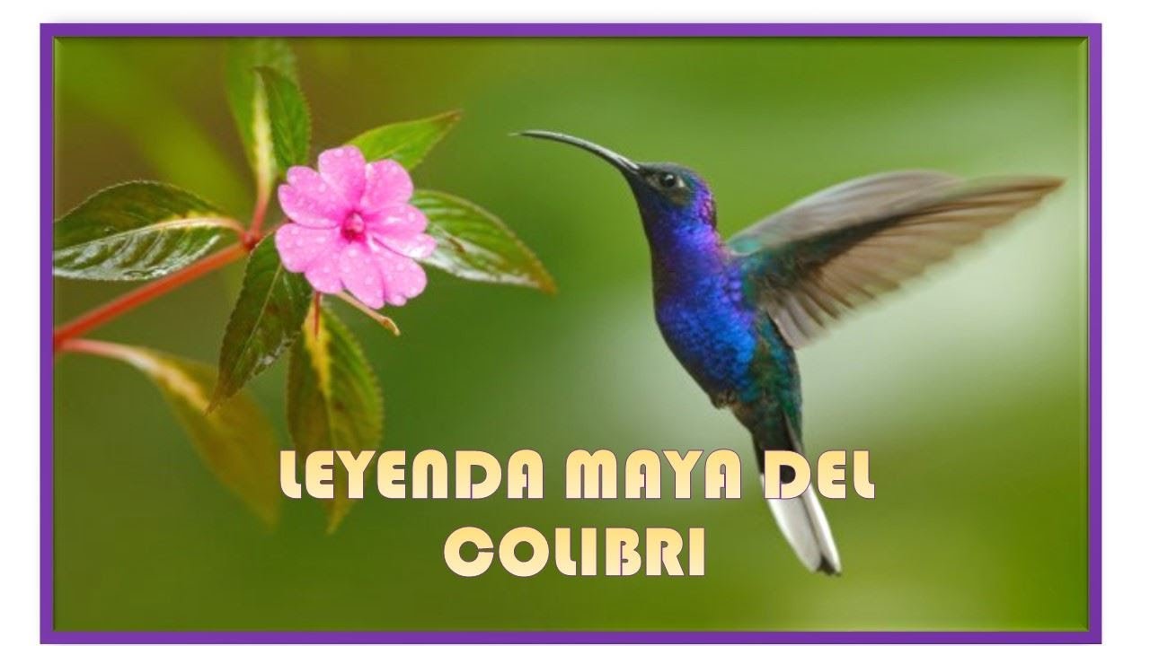 LEYENDA MAYA DEL COLIBRI para niños y adultos - YouTube