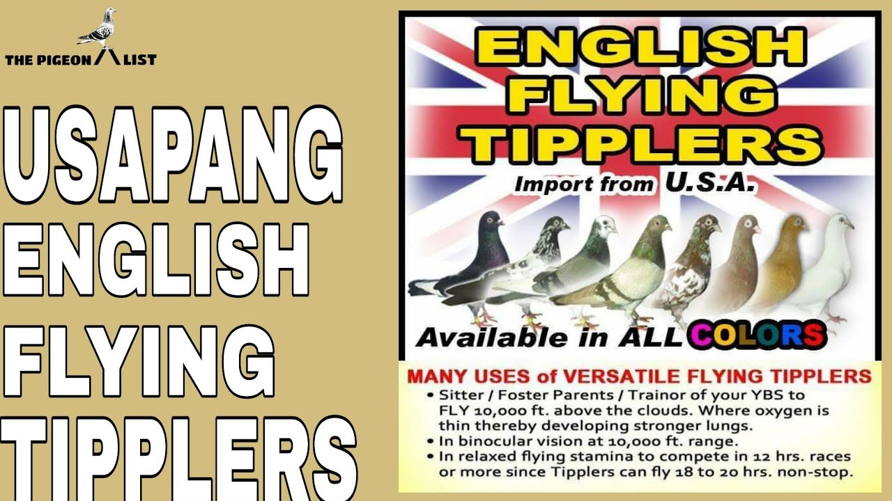 USAPANG ENGLISH FLYING TIPPLERS | The Pigeonalist - YouTube